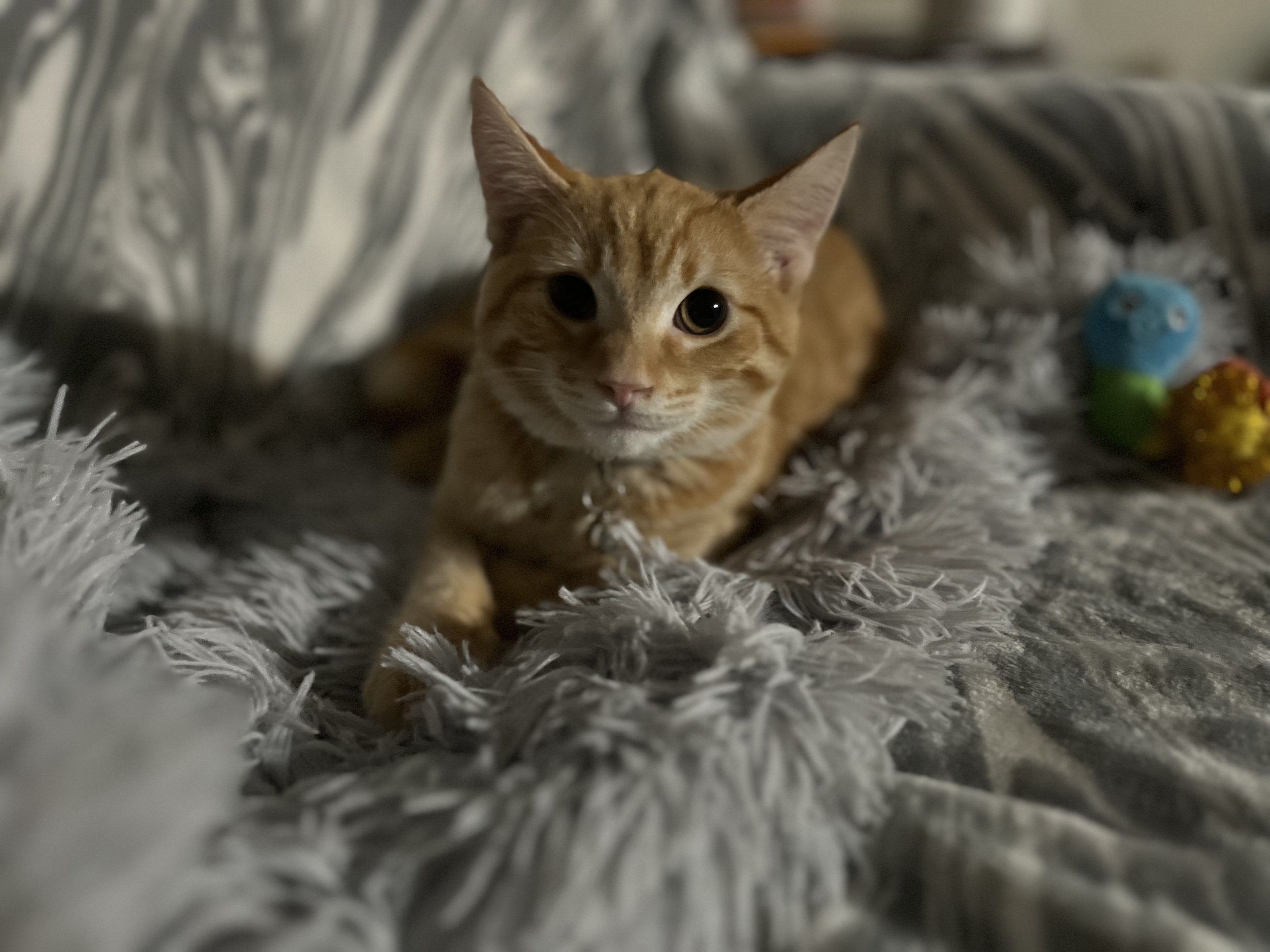 Rags to Riches Cat Rescue