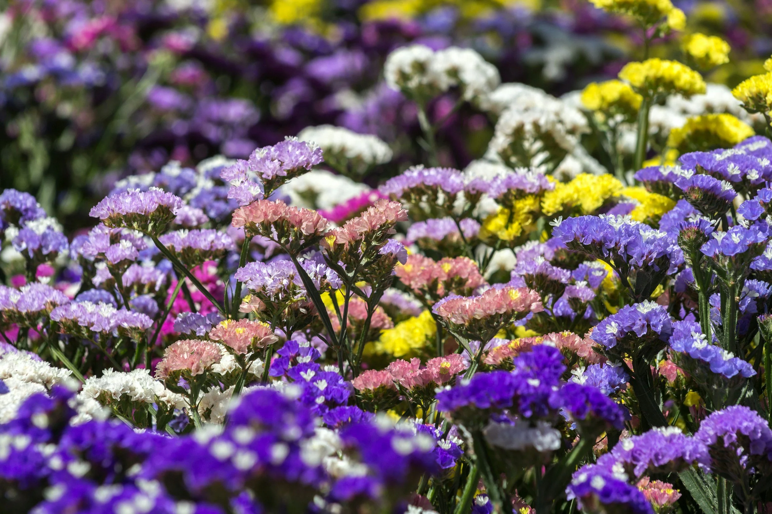 Growing Statice Flowers for Fresh and Dried Bouquets | Zone 5 Guide ...