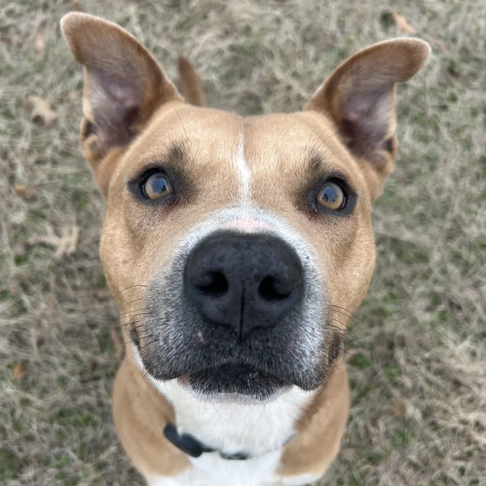 All The Dogs Alabama