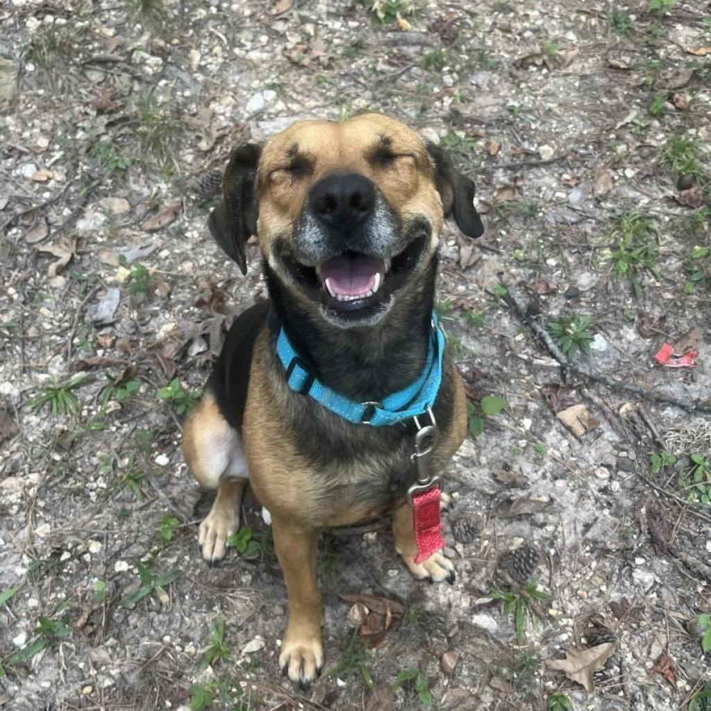 Sponsor A Dog — All The Dogs Alabama