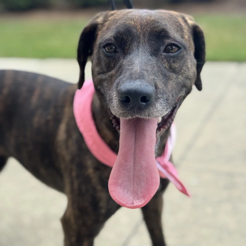 All The Dogs Alabama