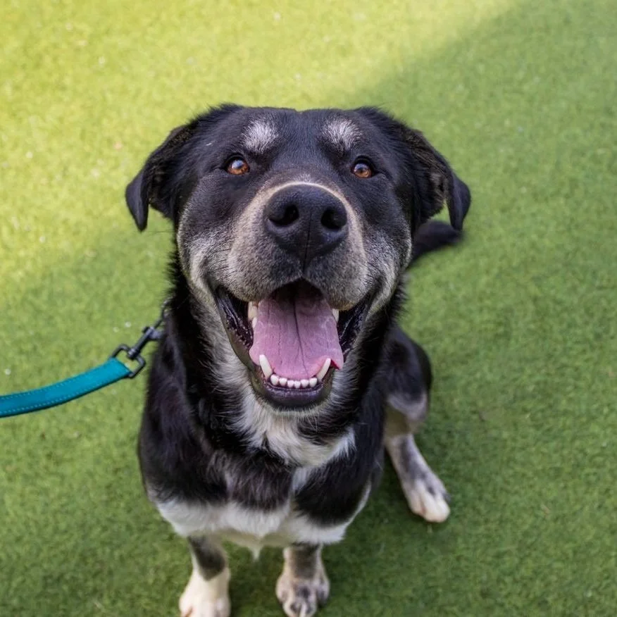 All The Dogs Alabama