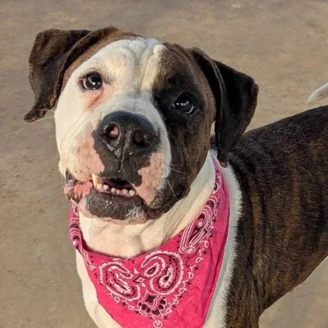 All The Dogs Alabama