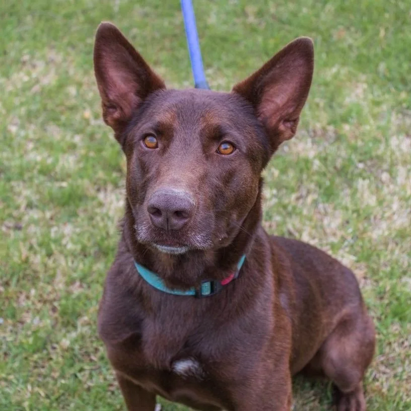 All The Dogs Alabama