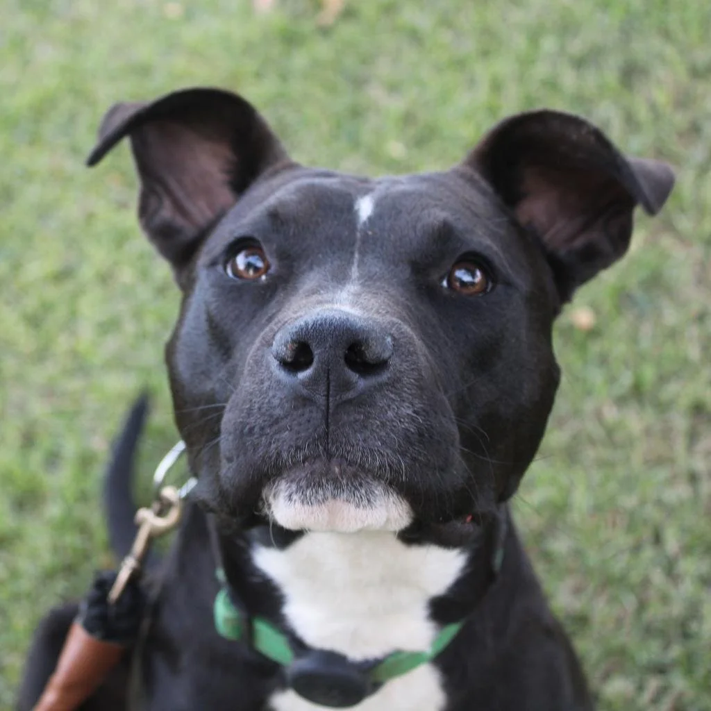 All The Dogs Alabama