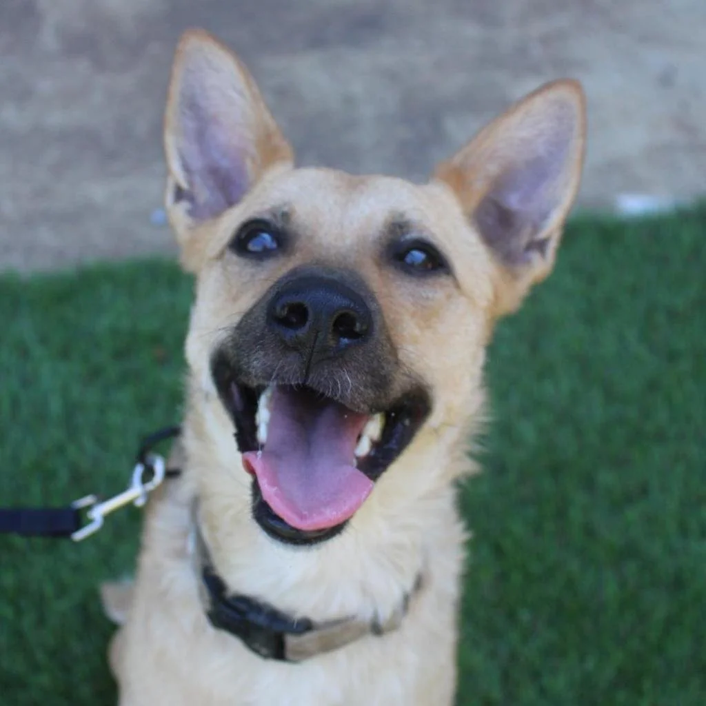 All The Dogs Alabama