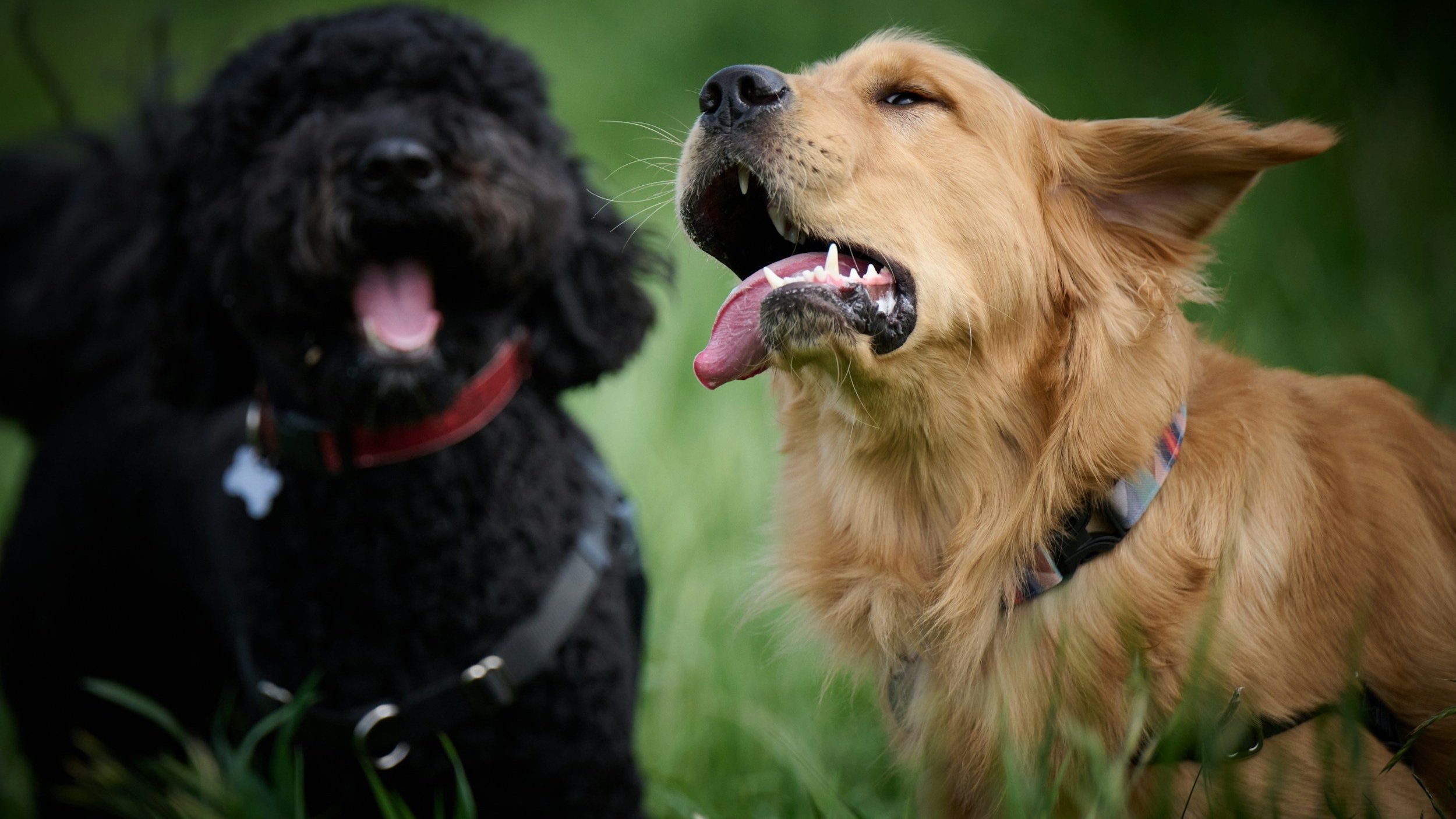 All The Dogs Alabama