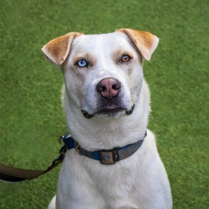 All The Dogs Alabama