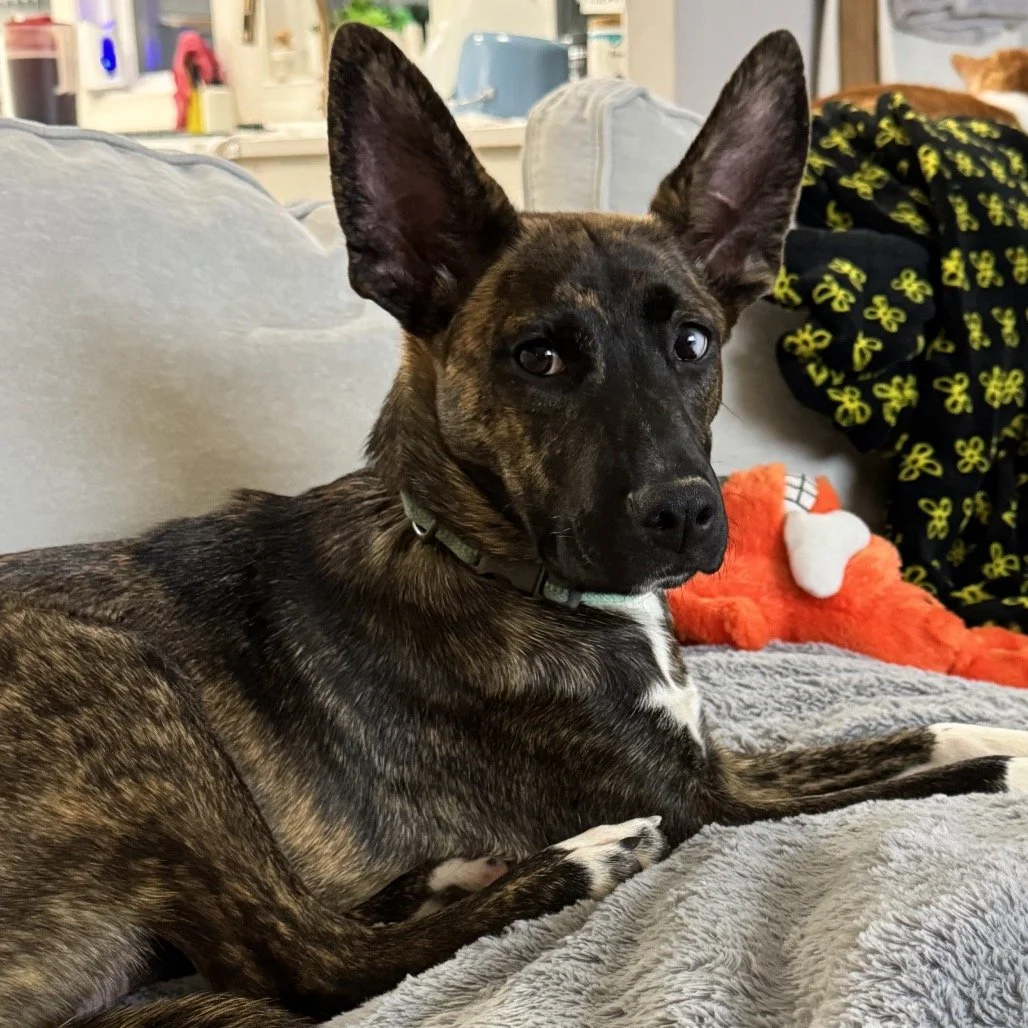 All The Dogs Alabama