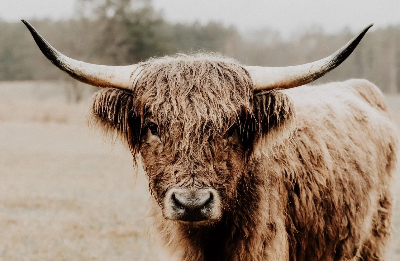 Jim Fuller Farm | Farm-Fresh Beef | Hay | Ellerslie, GA