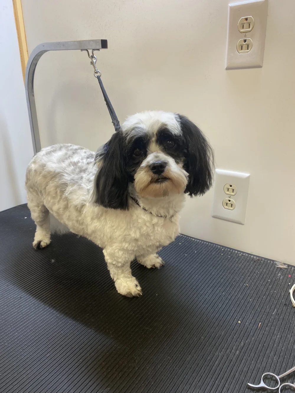 Services | Discover Pet Care Today — Gordon Animal Clinic