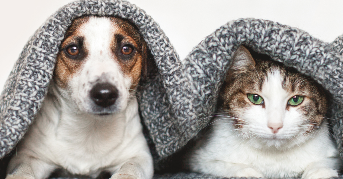 Gordon Animal Clinic | Trust Expert Pet Care — Visit Today!