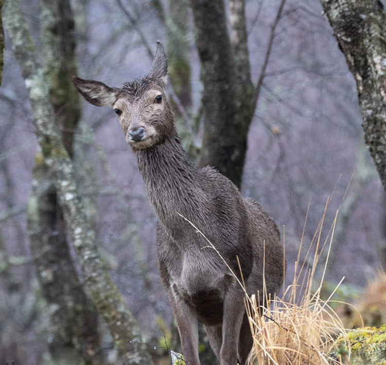 General 3 — Kinlochleven Community Trust