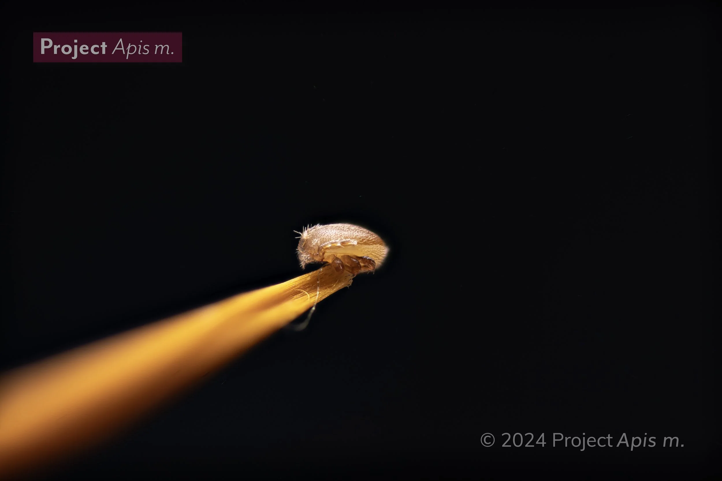 Tropilaelaps — Honey Bee Pests