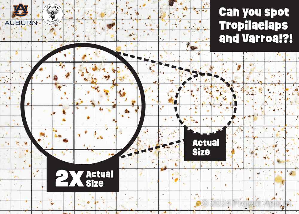 Tropilaelaps — Honey Bee Pests