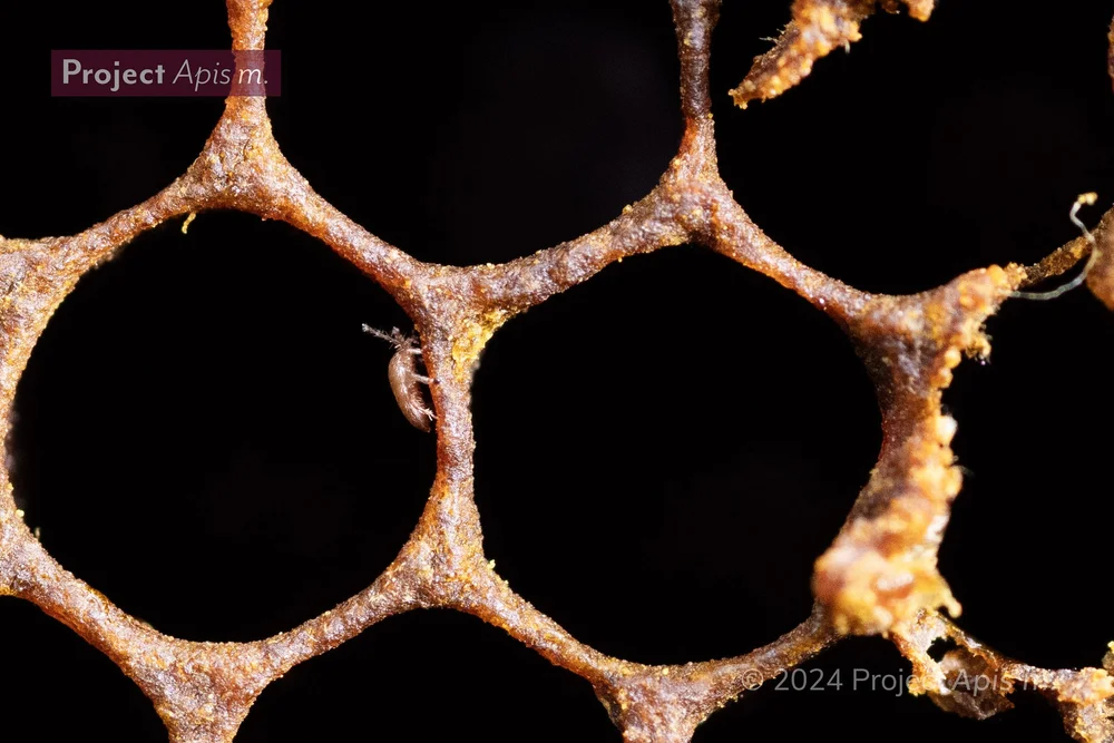 Tropilaelaps — Honey Bee Pests