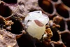 Tropilaelaps — Honey Bee Pests