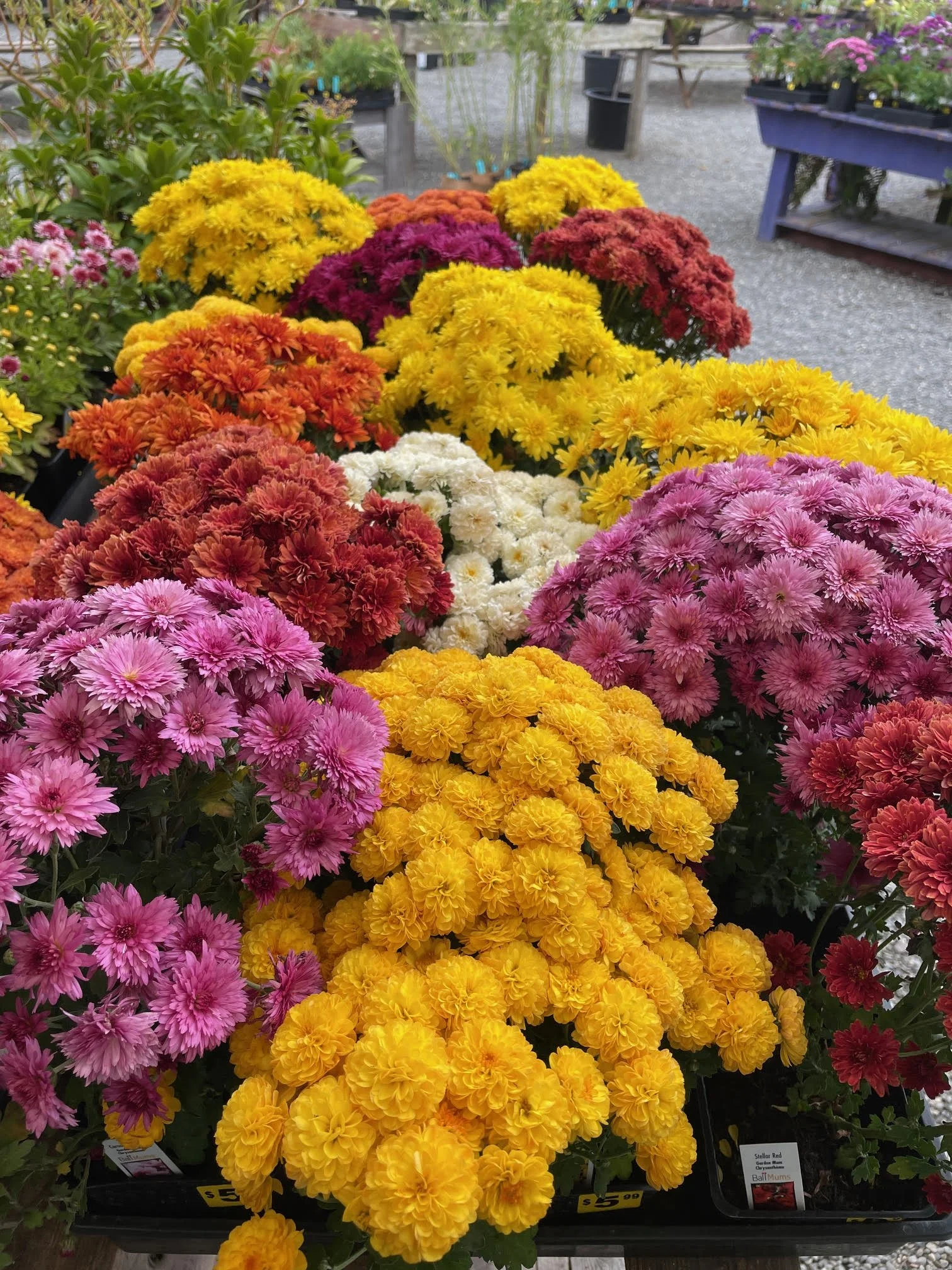 Nursery Stock — Mad River Gardens Nursery