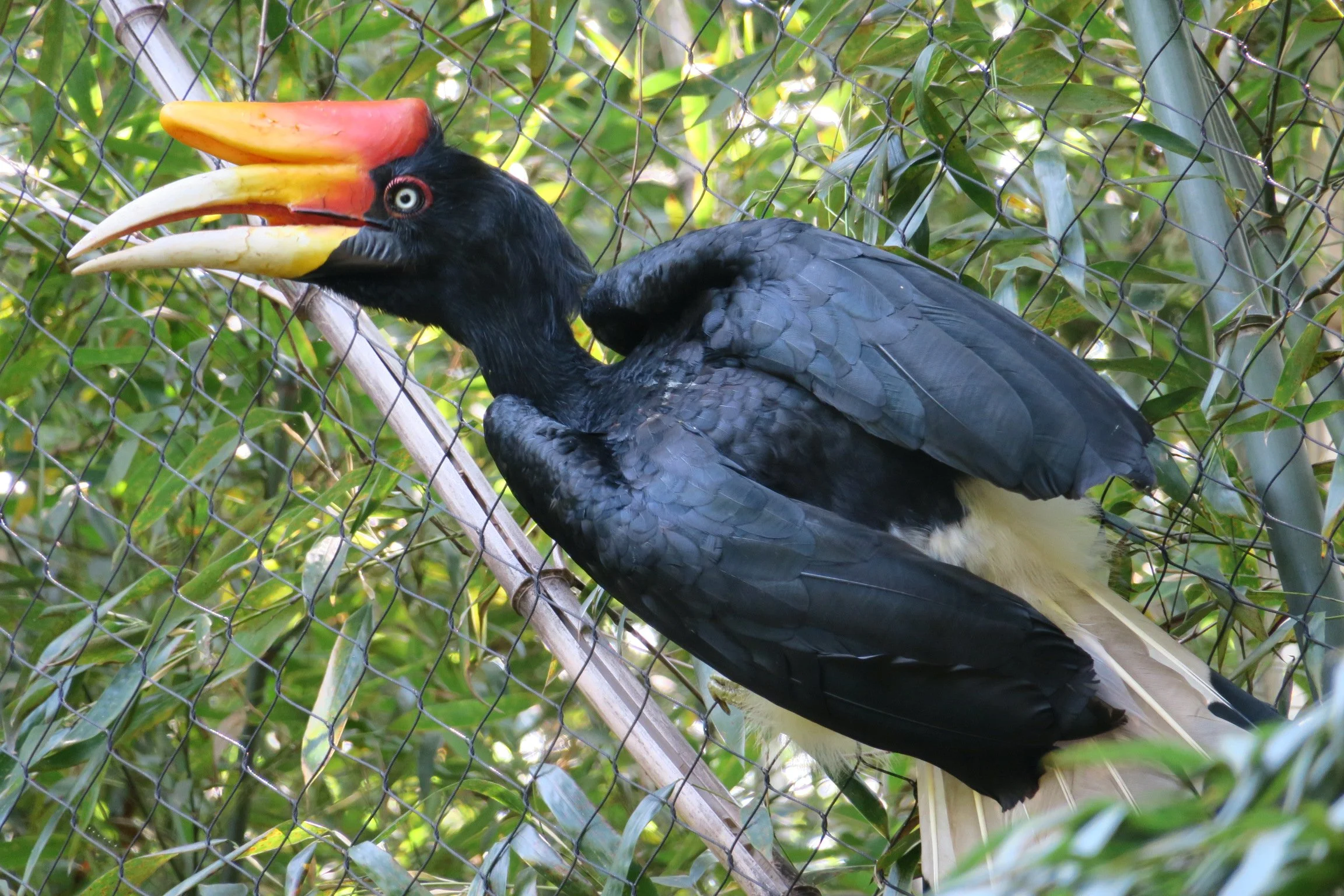 Animal Photo Reference Repository