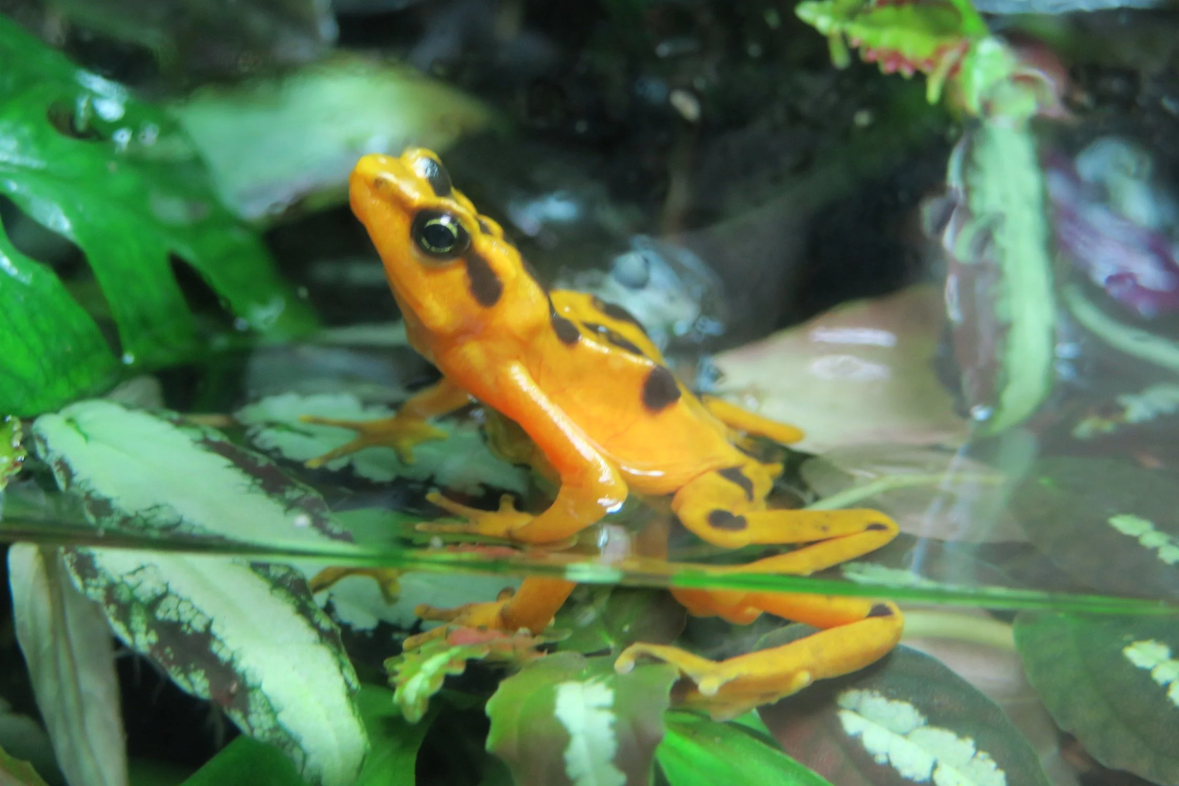 Exotic Animal Photo Reference Repository