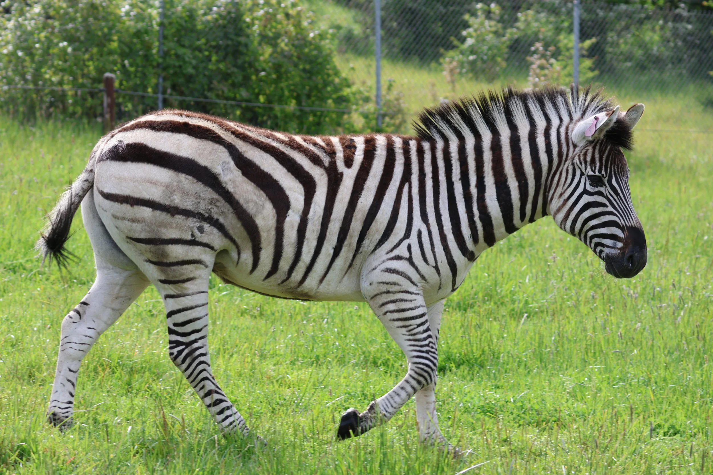 Hoofstock — Animal Photo Reference Repository