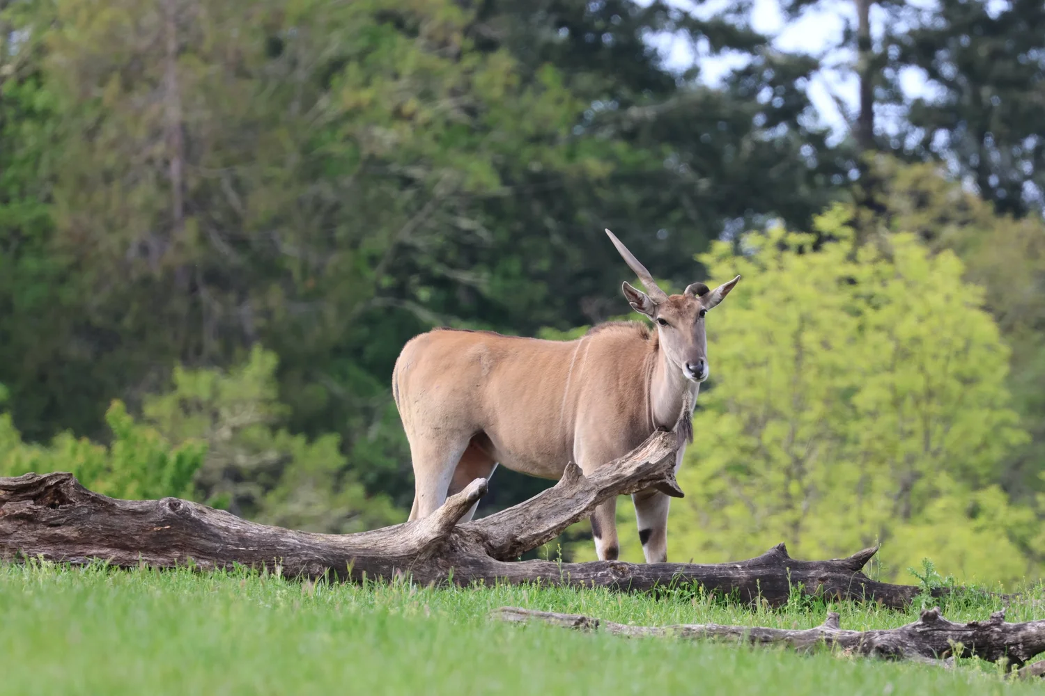 Eland — Animal Photo Reference Repository