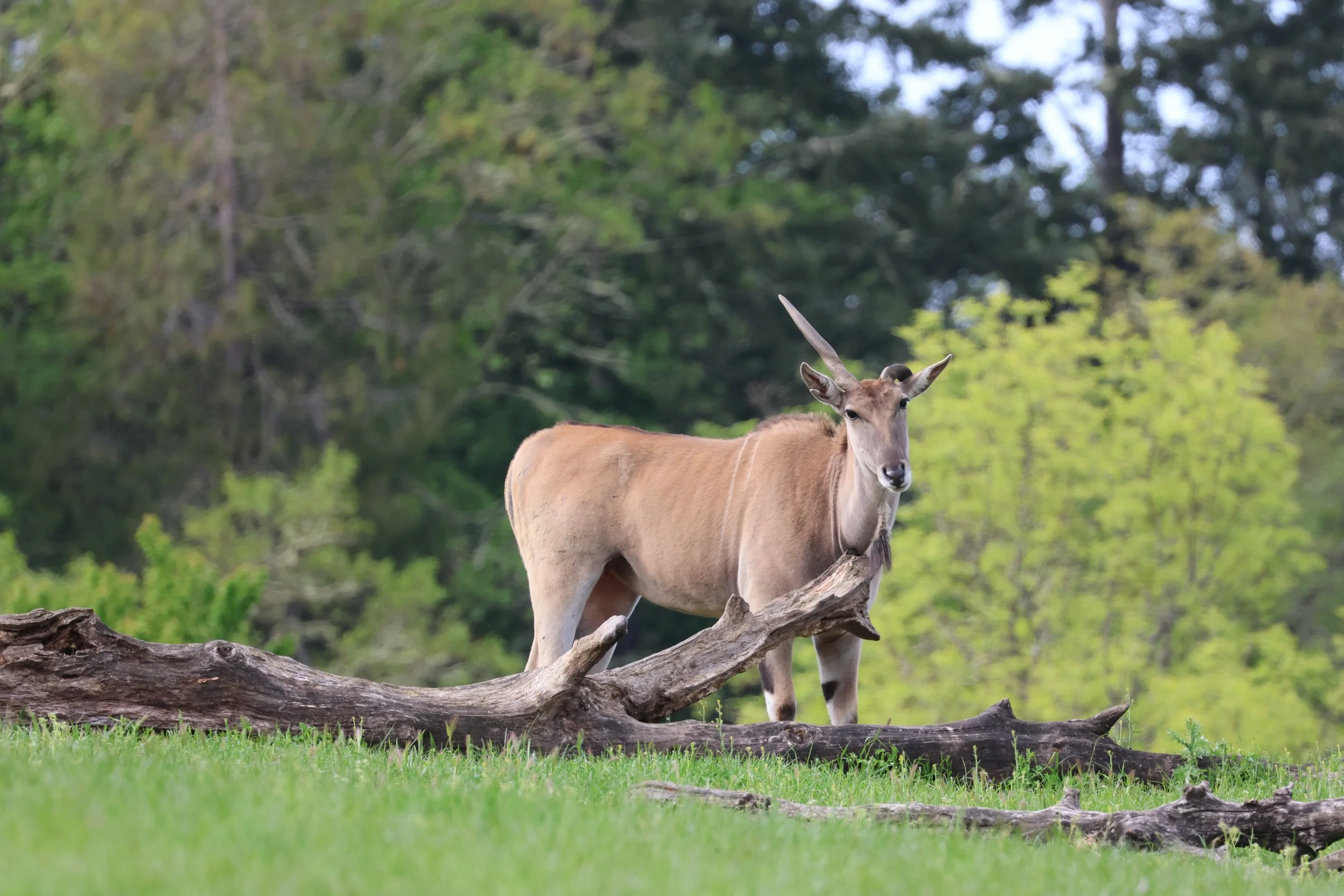 Eland — Animal Photo Reference Repository
