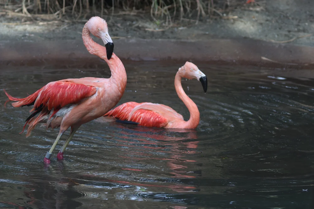 Birds — Animal Photo Reference Repository