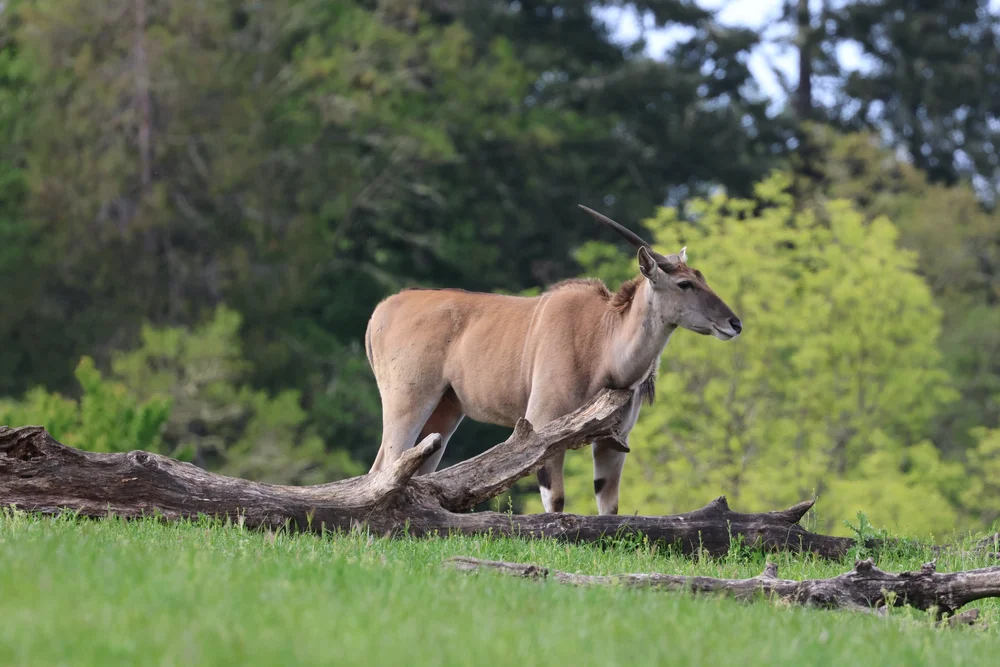 Eland — Animal Photo Reference Repository