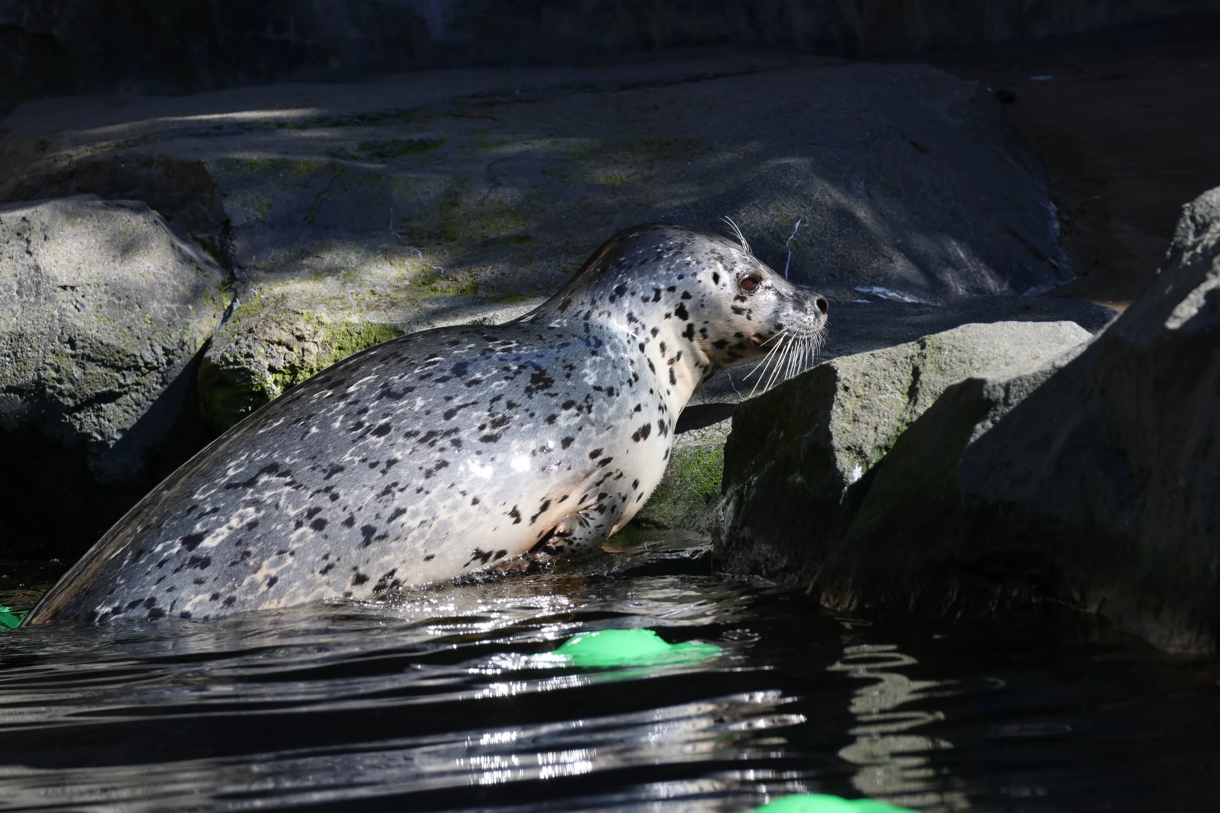 Mammals — Animal Photo Reference Repository