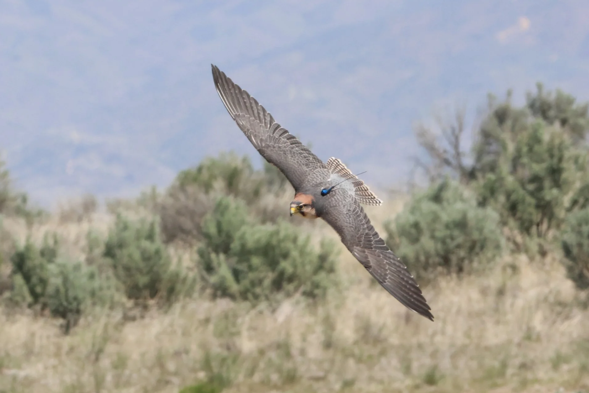 Falcons — Animal Photo Reference Repository