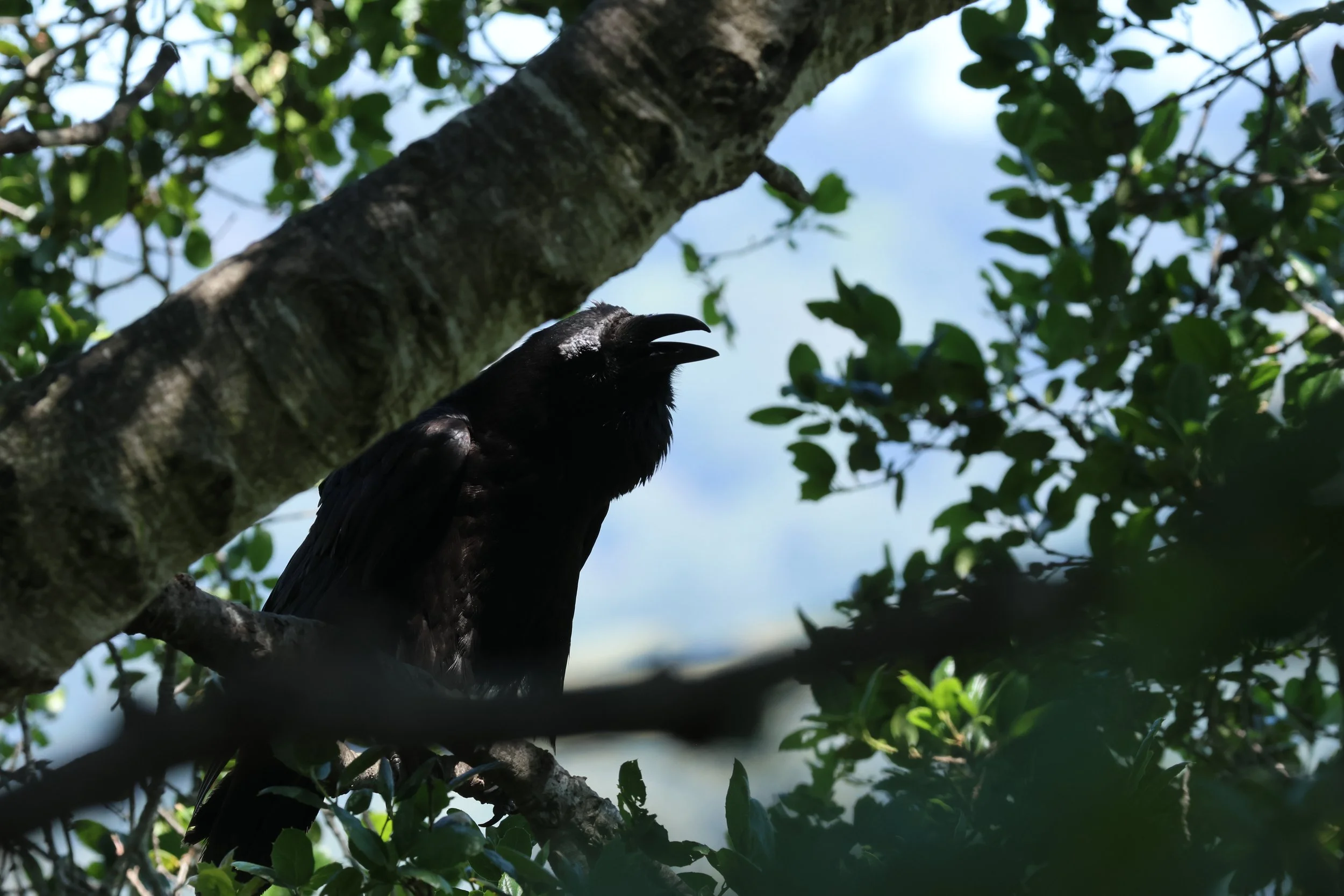 Common Ravens — Animal Photo Reference Repository