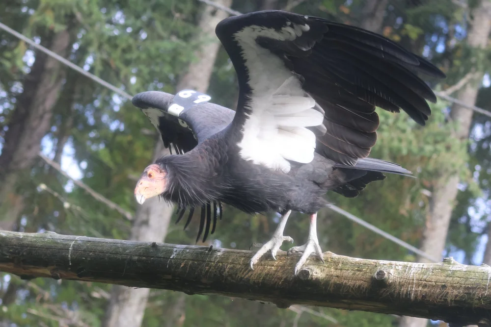 Animal Photo Reference Repository