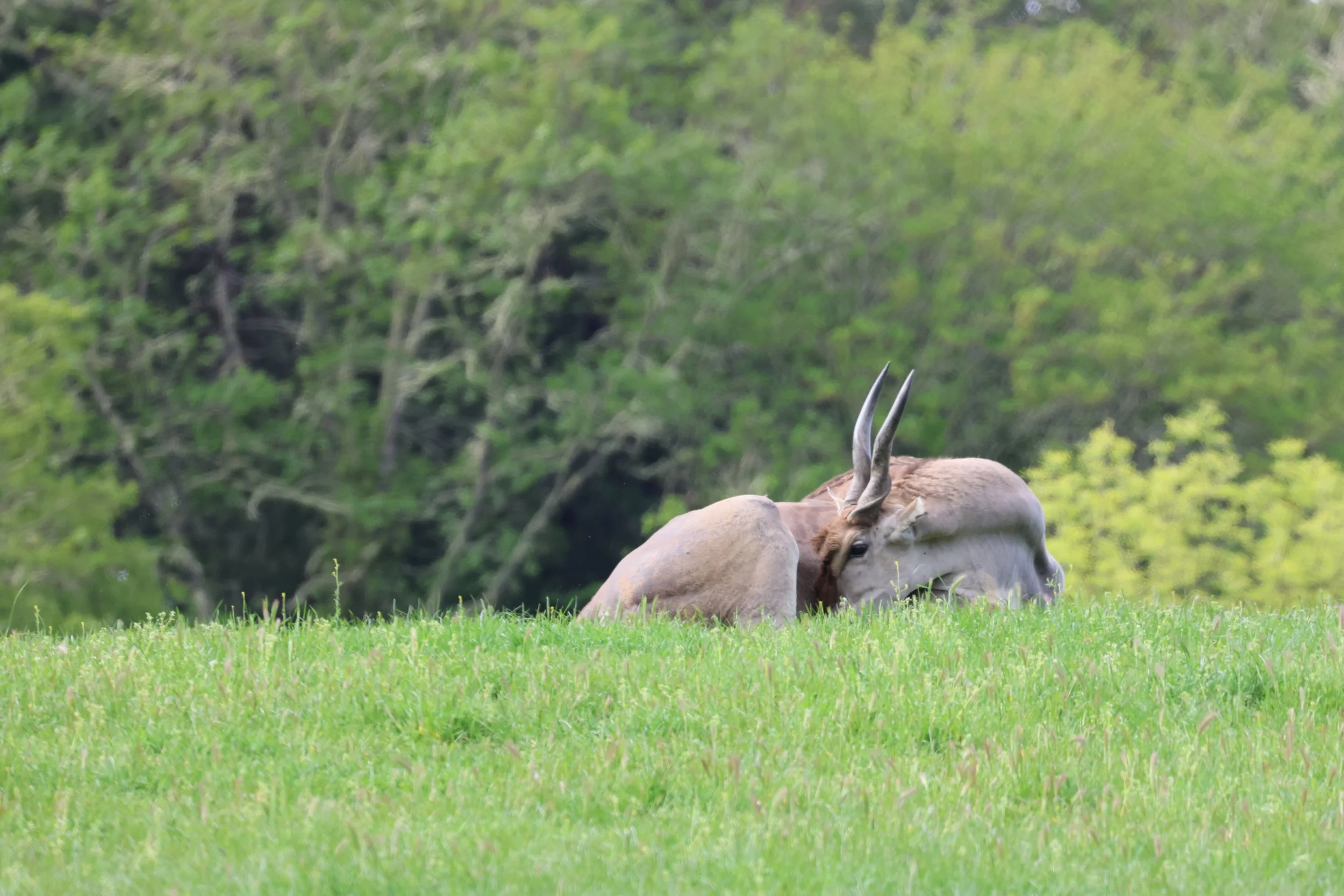 Eland — Animal Photo Reference Repository