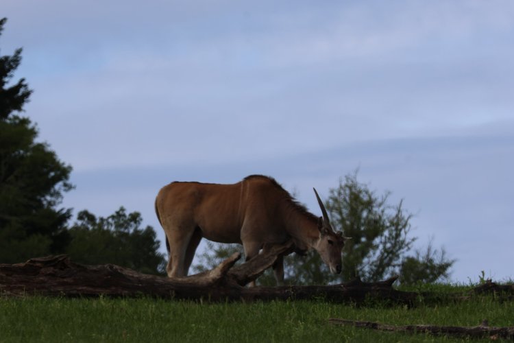 Eland — Animal Photo Reference Repository