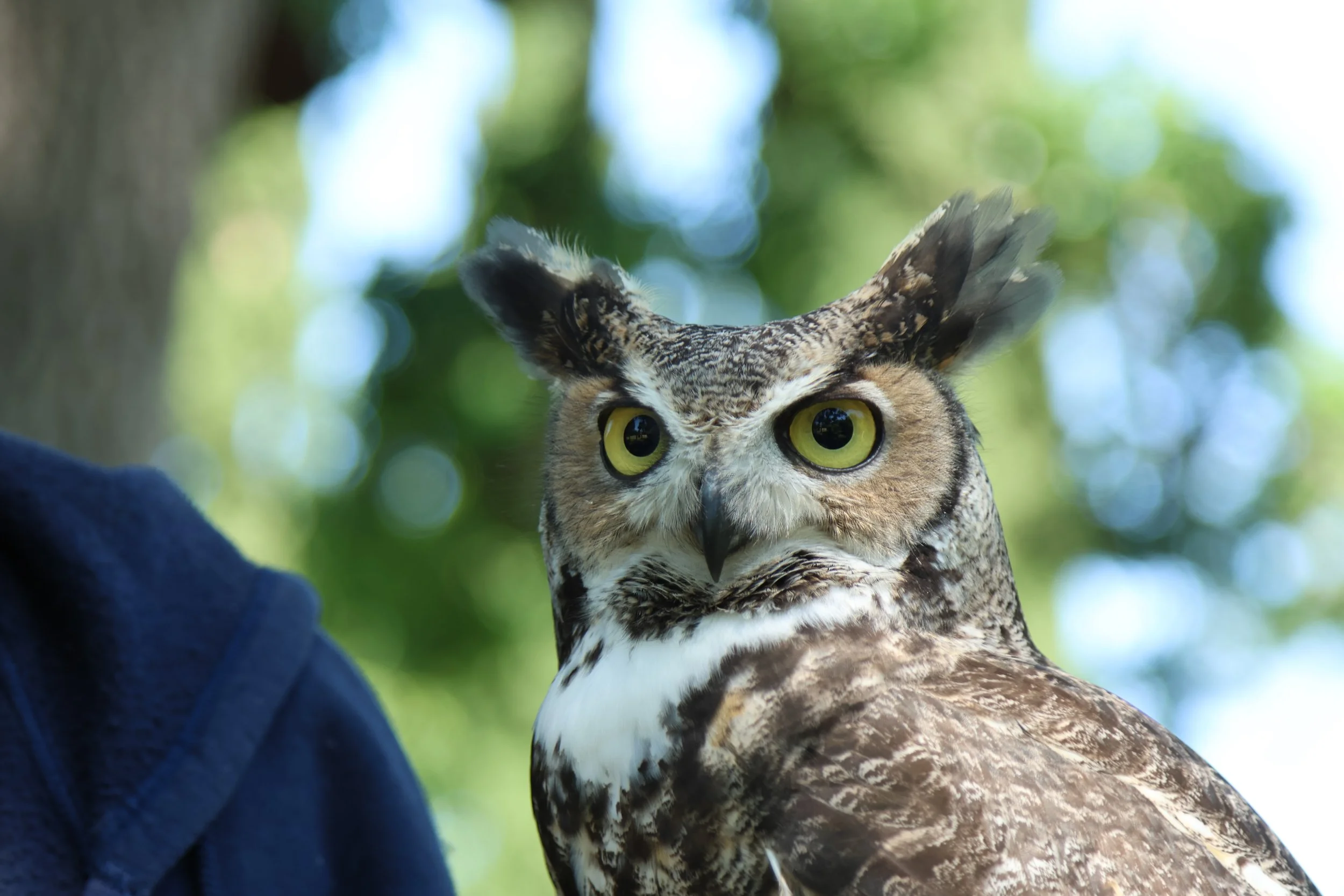 Owls — Animal Photo Reference Repository