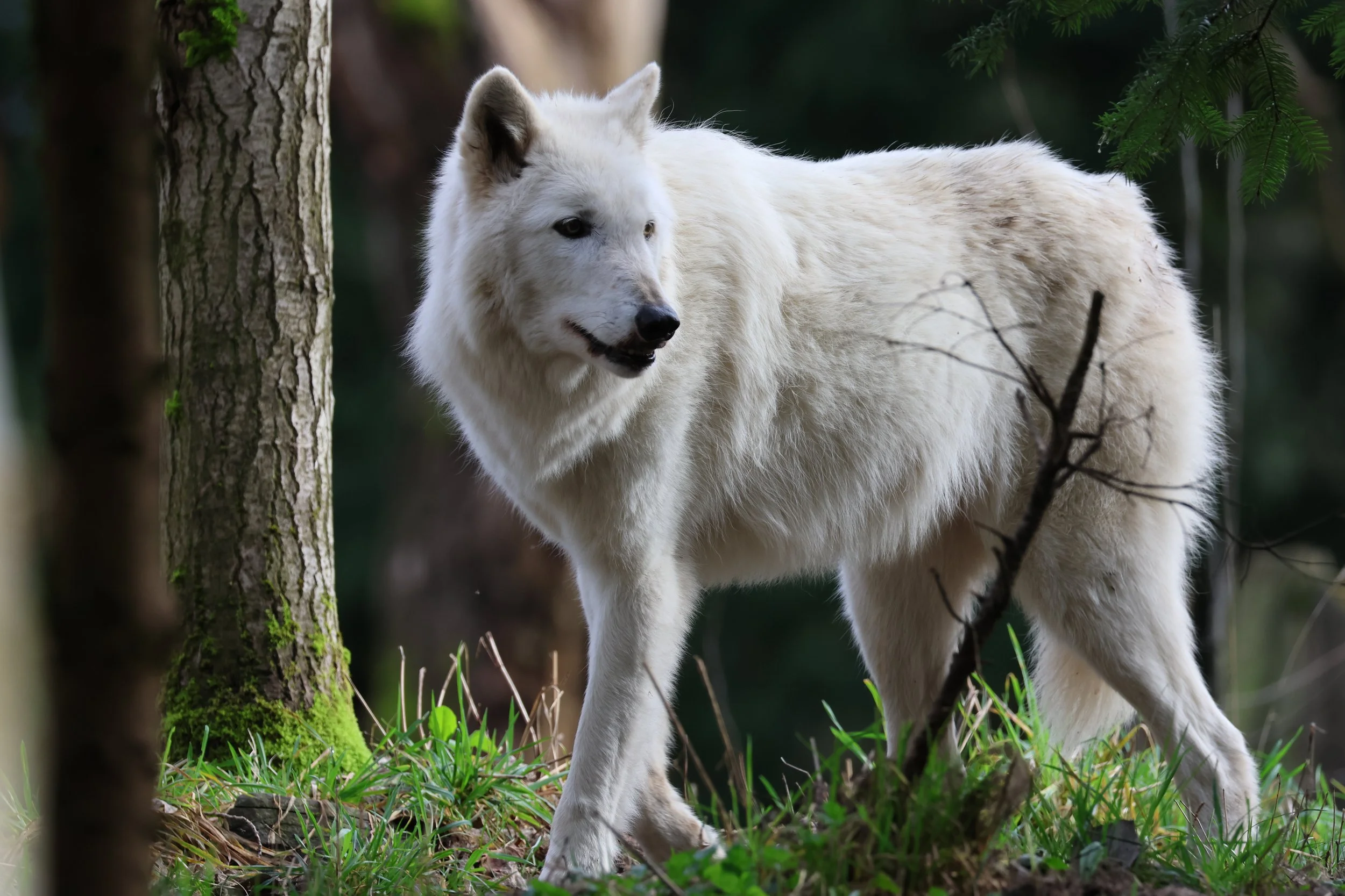 Mammals — Animal Photo Reference Repository