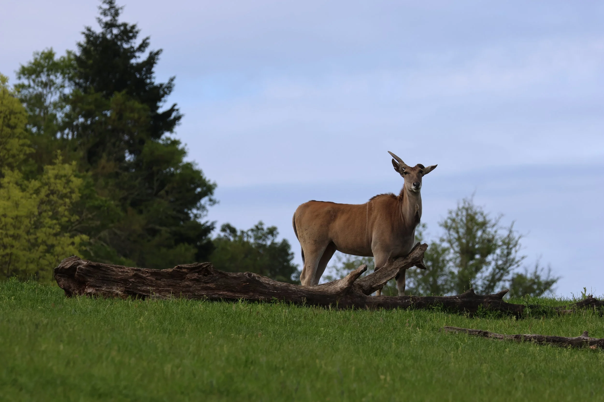 Eland — Animal Photo Reference Repository