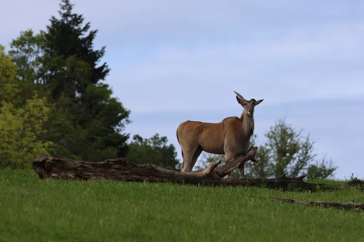 Eland — Animal Photo Reference Repository