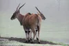 Hoofstock — Animal Photo Reference Repository