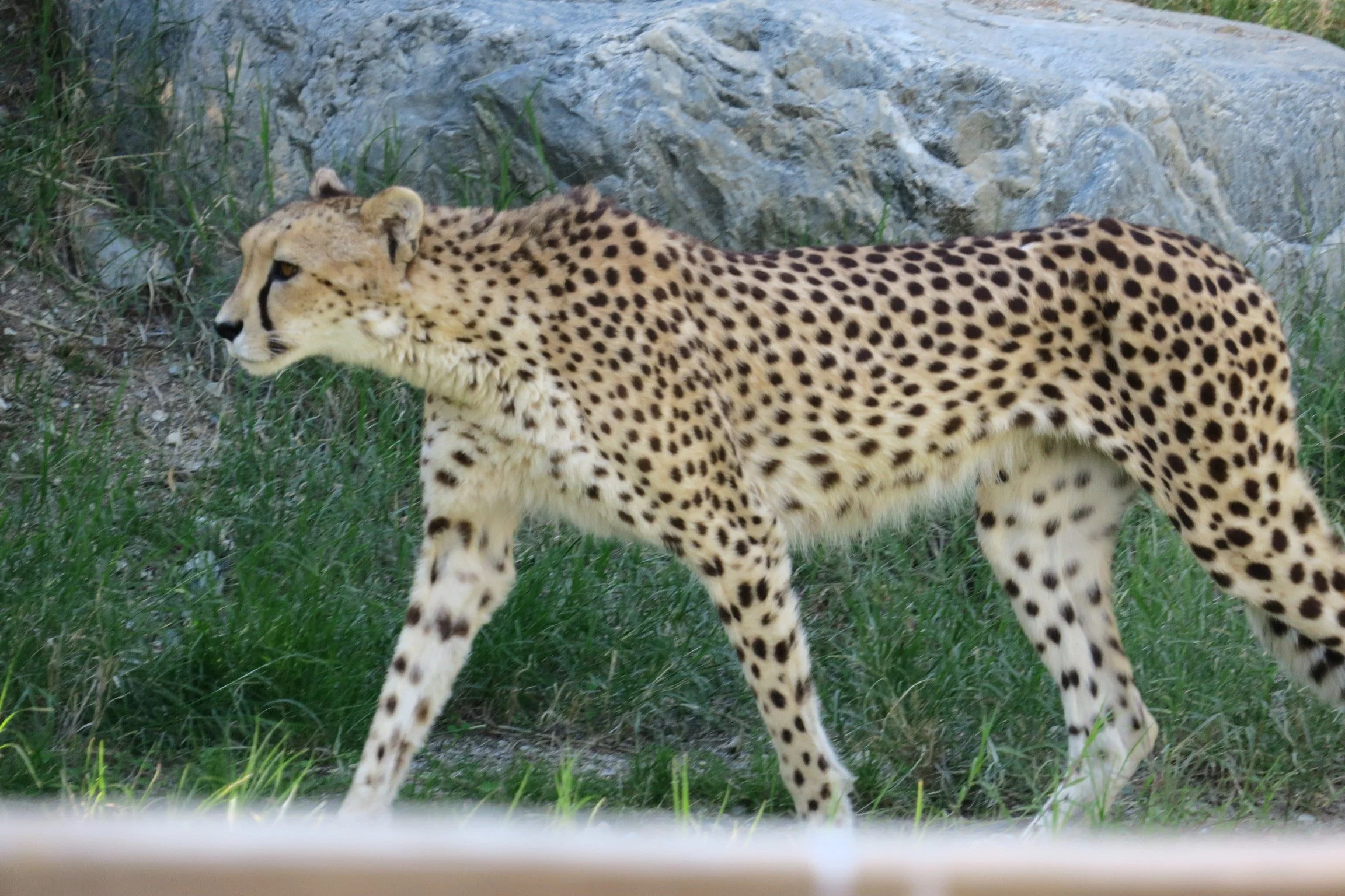 Animal Photo Reference Repository