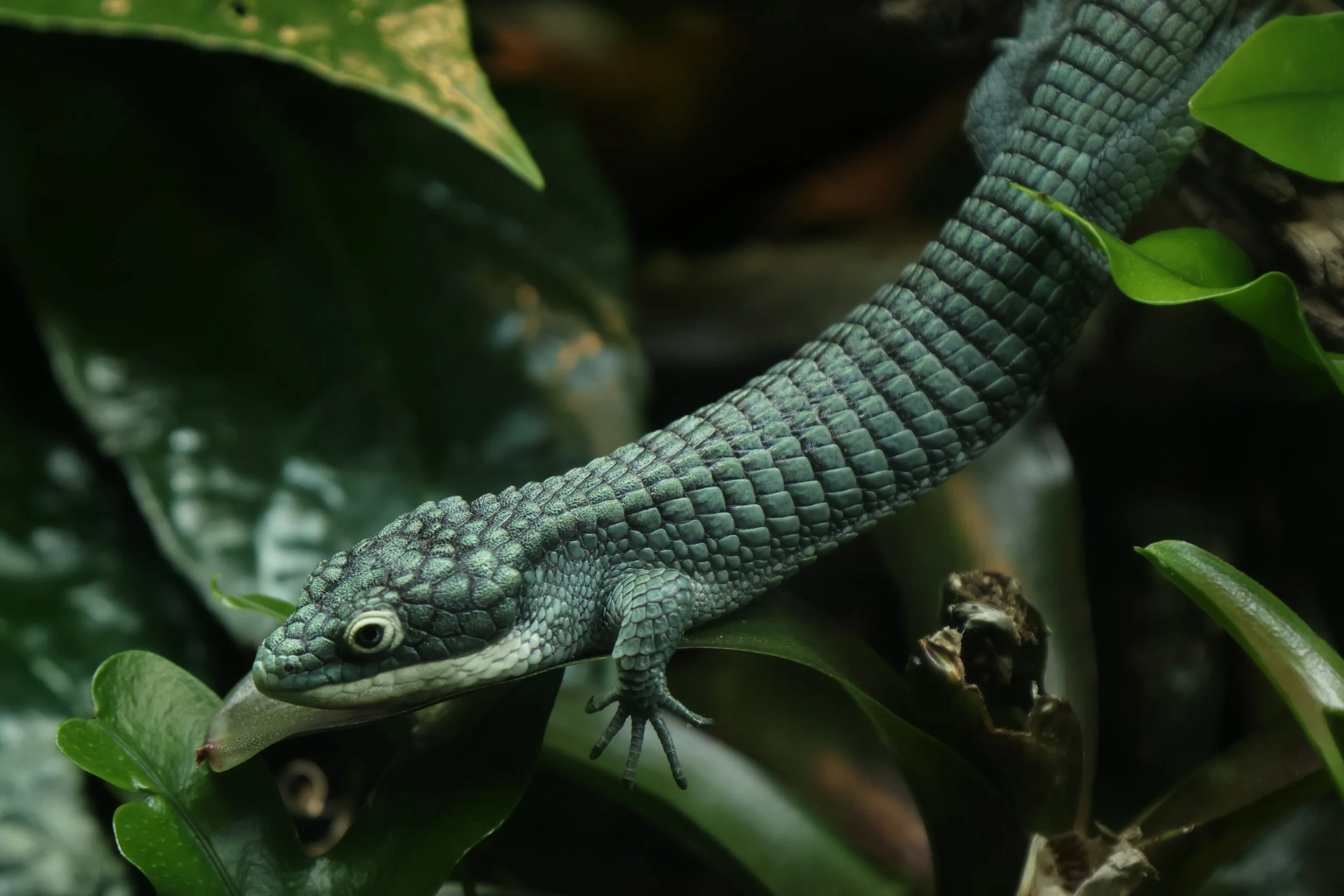 Reptiles — Animal Photo Reference Repository