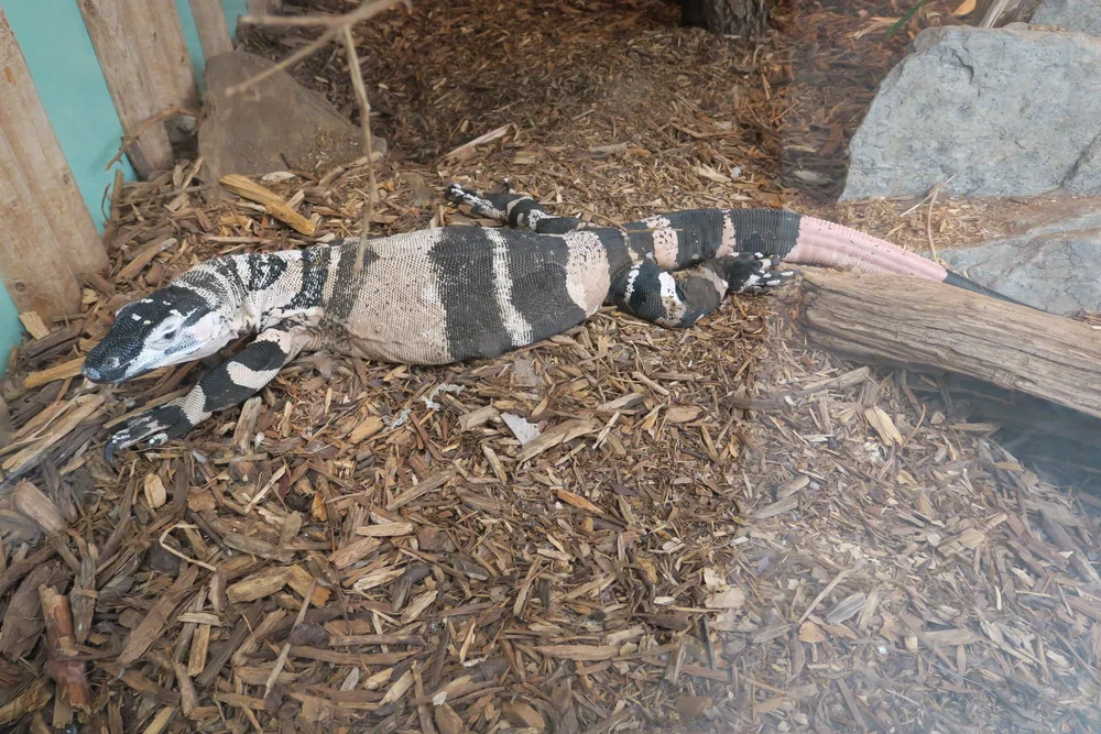 Lizards — Animal Photo Reference Repository