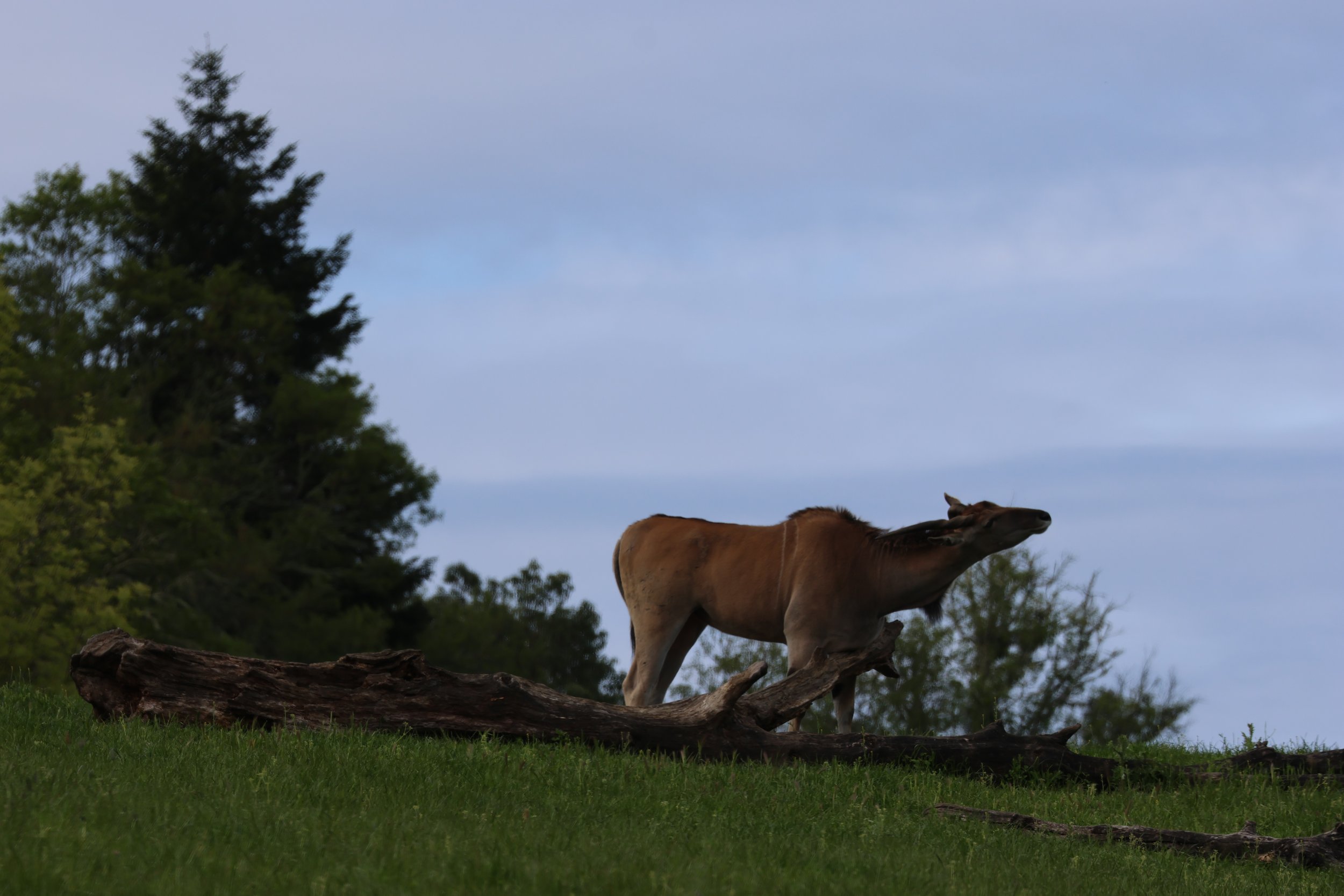 Eland — Animal Photo Reference Repository