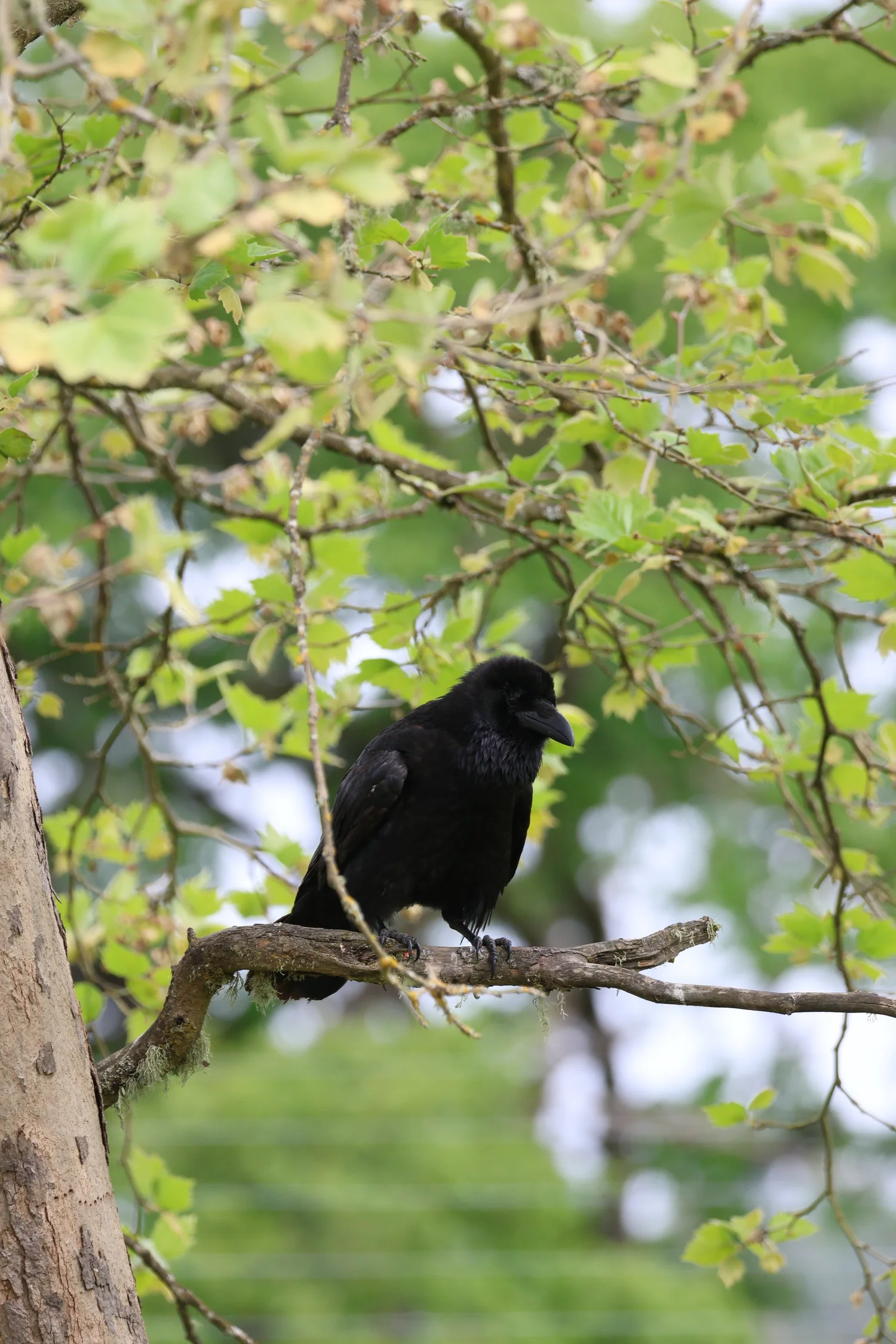Common Ravens — Animal Photo Reference Repository