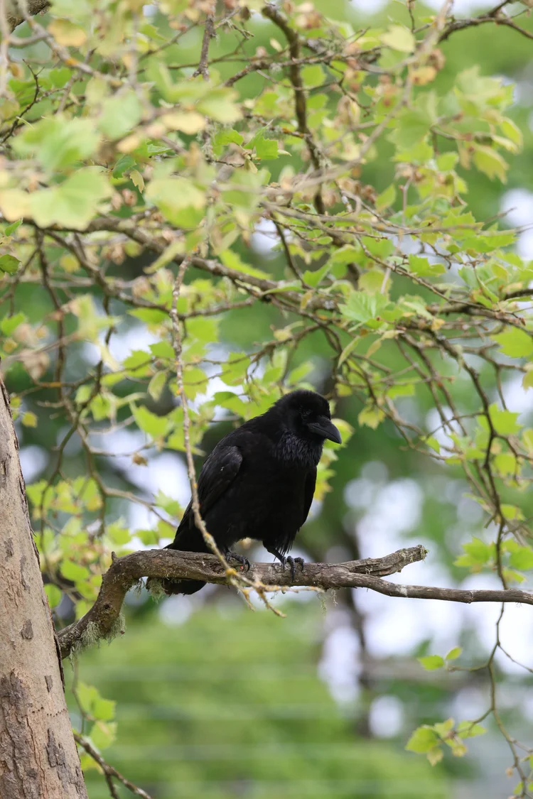 Common Ravens — Animal Photo Reference Repository