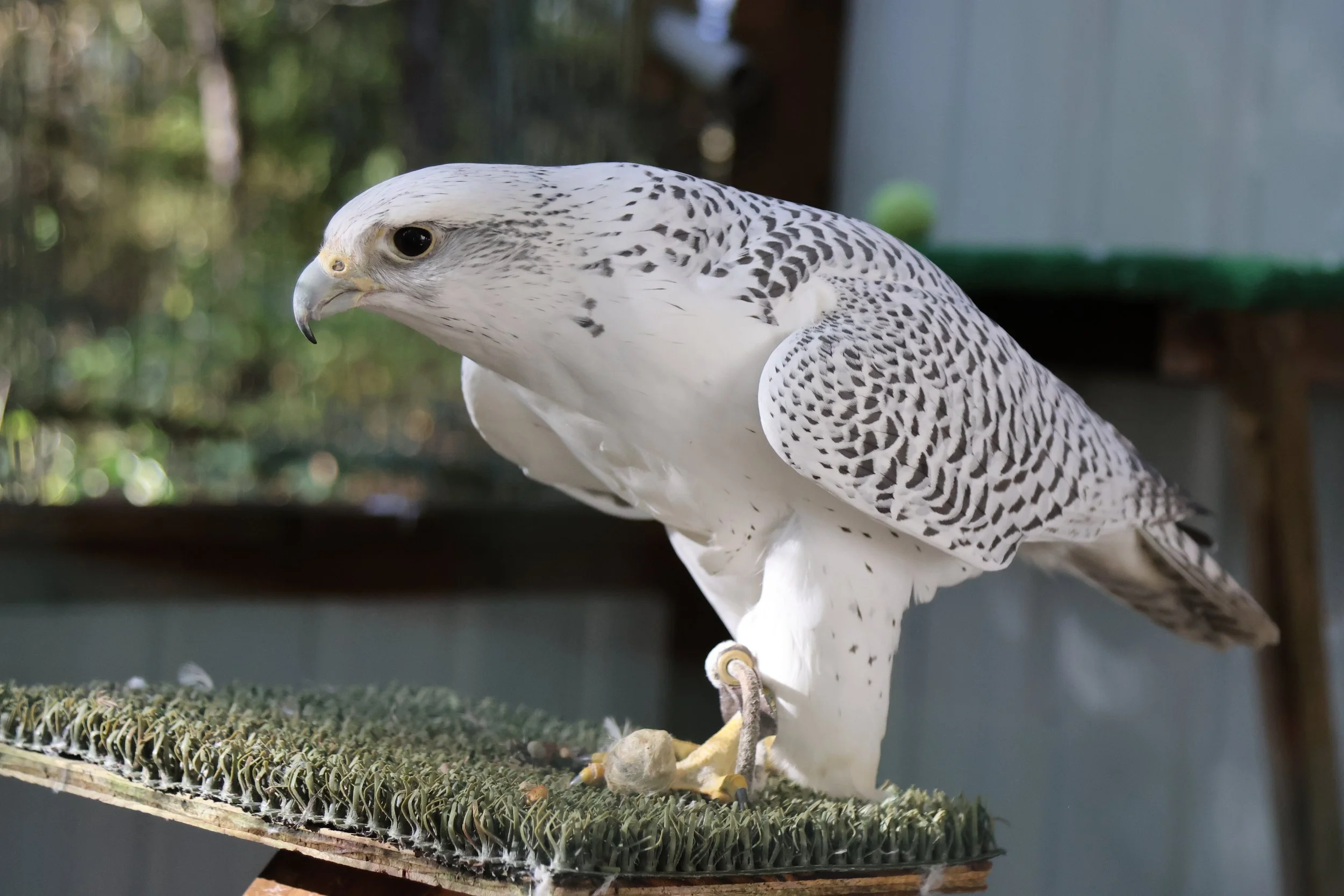 Falcons — Animal Photo Reference Repository