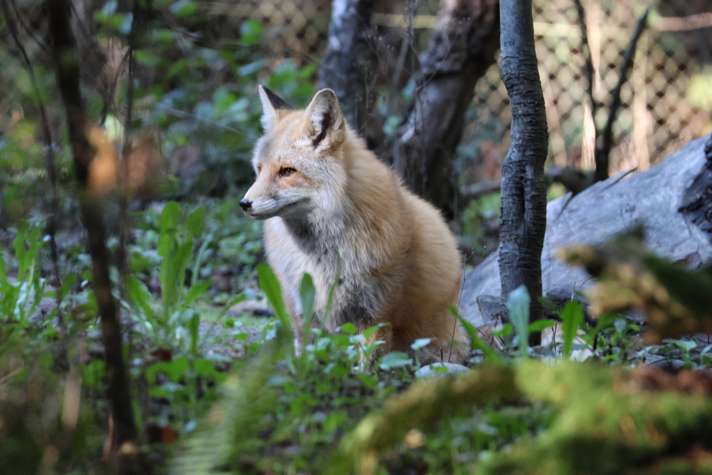 Red Foxes — Animal Photo Reference Repository