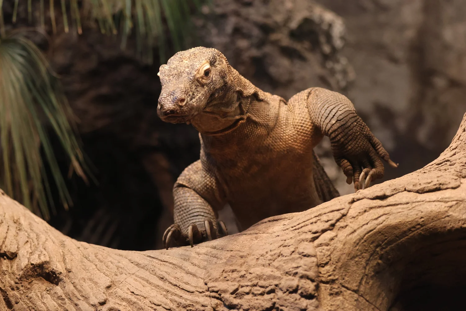 Animal Photo Reference Repository