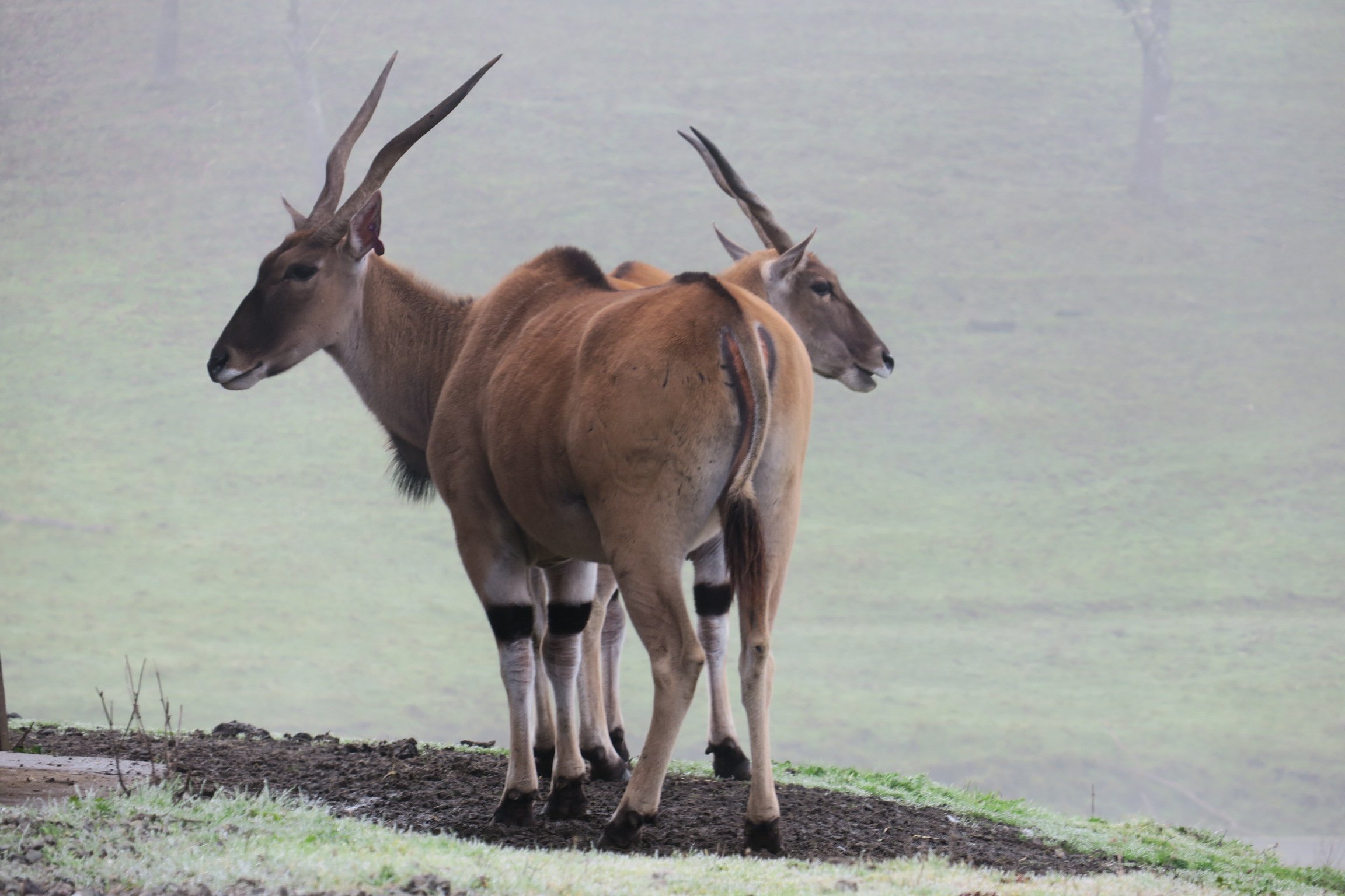 Mammals — Exotic Animal Photo Reference Repository
